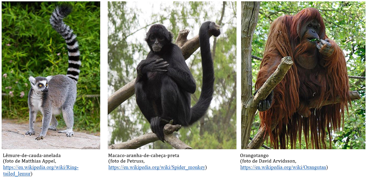 Unesp Para Jovens | O que acontece quando os macacos são legais uns com ...