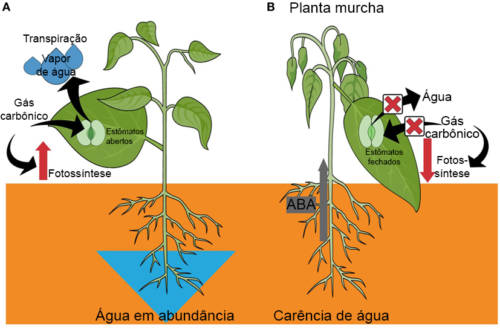 Unesp Para Jovens | Como as plantas lidam com os dias secos?