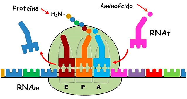 Unesp Para Jovens | O ribossomo: a fábrica que produz proteínas de ...